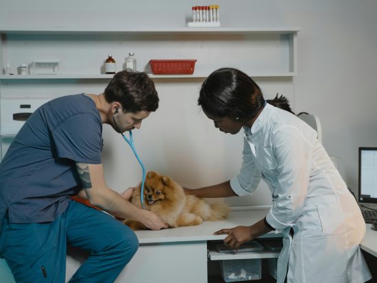 Vétérinaires et litiges avec l’Ordre des médecins vétérinaires du ...